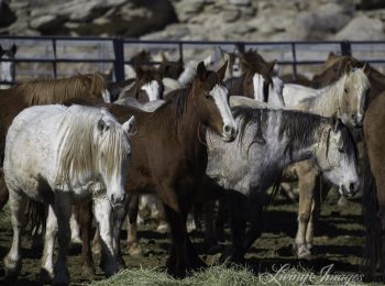 What Are Kill Pens? Kill Pen Practices Exposed/ Explained ...